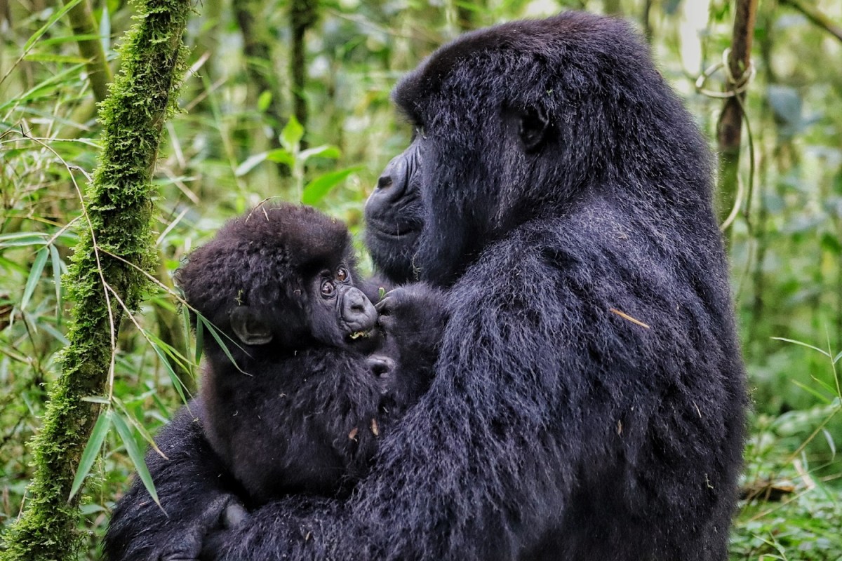 Amid the Gorillas of the Albertine Rift: A 10-Day Trek in East Africa ...