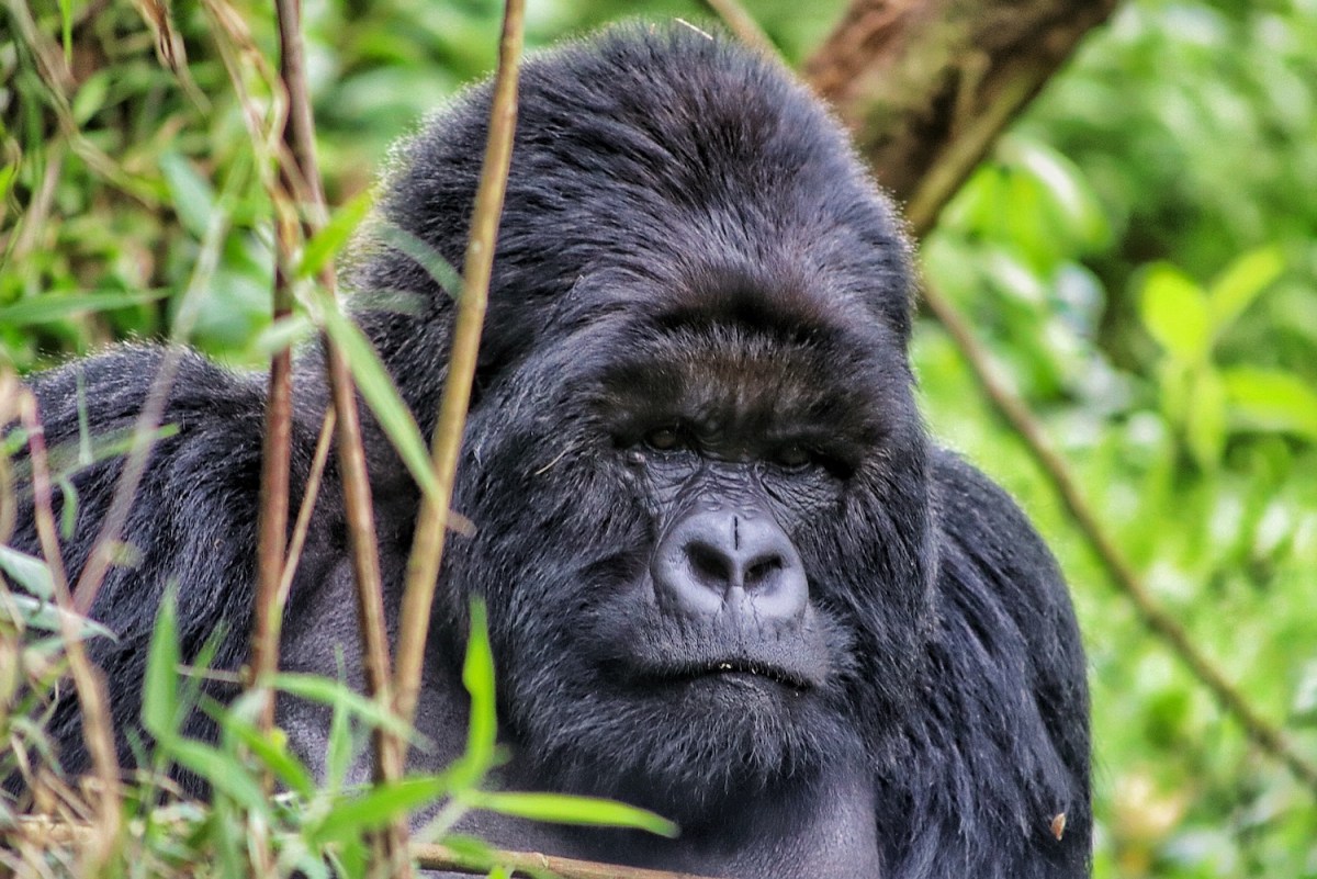 Amid the Gorillas of the Albertine Rift: A 10-Day Trek in East Africa ...