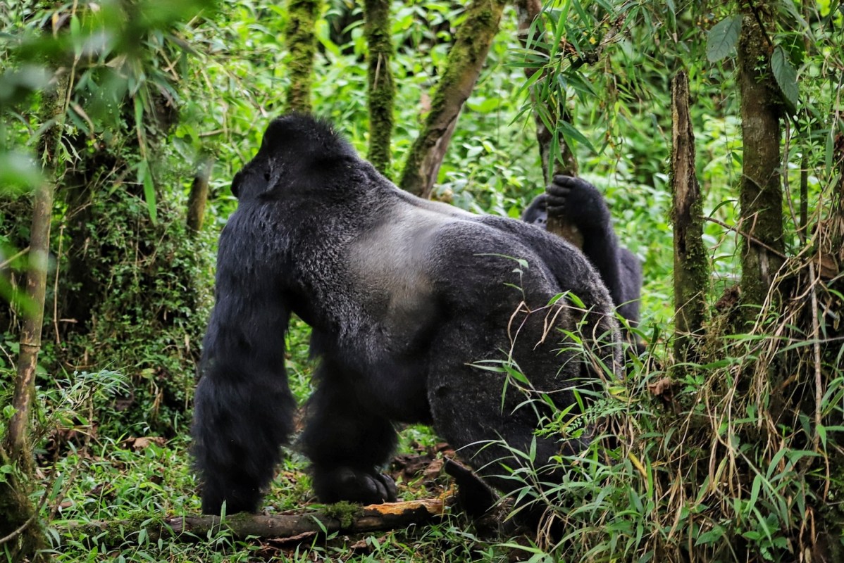 Amid the Gorillas of the Albertine Rift: A 10-Day Trek in East Africa ...
