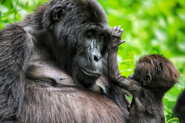 Amid the Gorillas of the Albertine Rift: A 10-Day Trek in East Africa ...