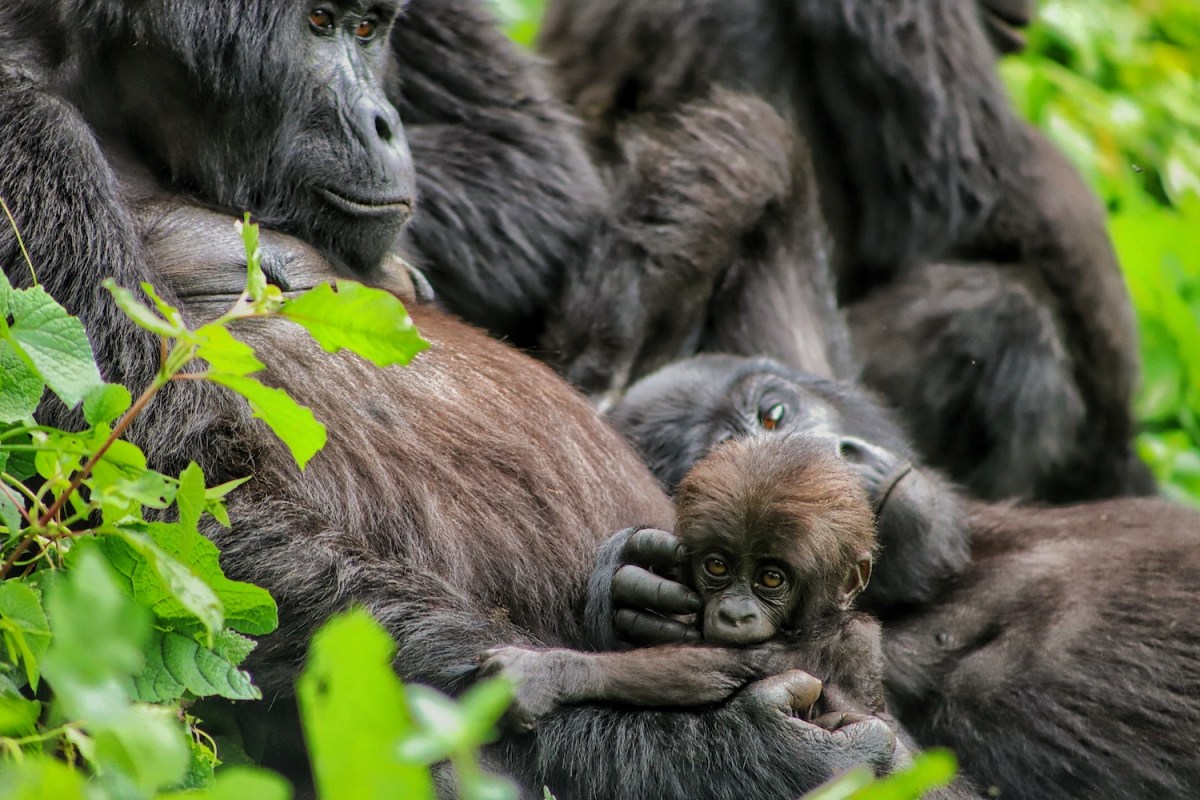 Amid the Gorillas of the Albertine Rift: A 10-Day Trek in East Africa ...