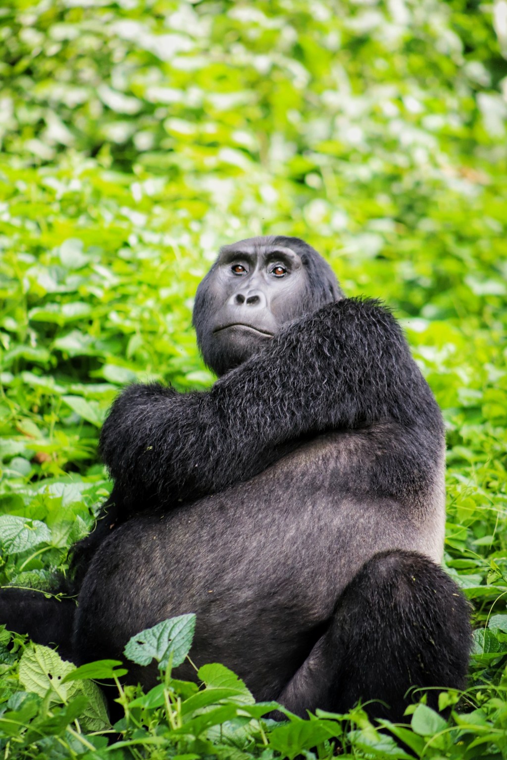 Amid the Gorillas of the Albertine Rift: A 10-Day Trek in East Africa ...