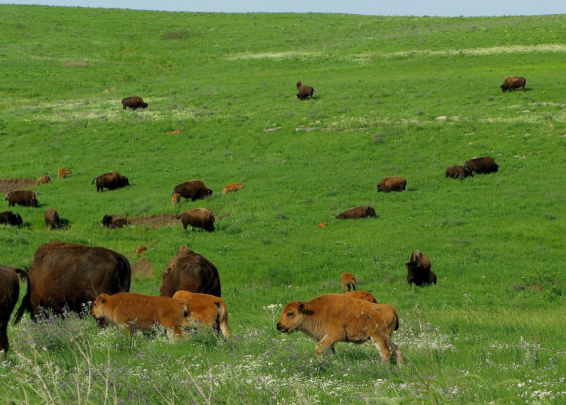 Over a Dozen Bison Died After Truck Collision Near Yellowstone - InsideHook