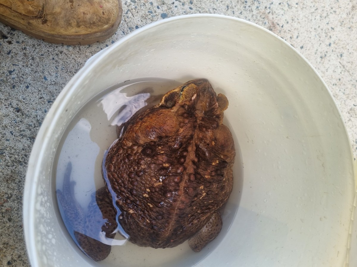 Giant Cane Toad Discovered, Euthanized in Australia - InsideHook