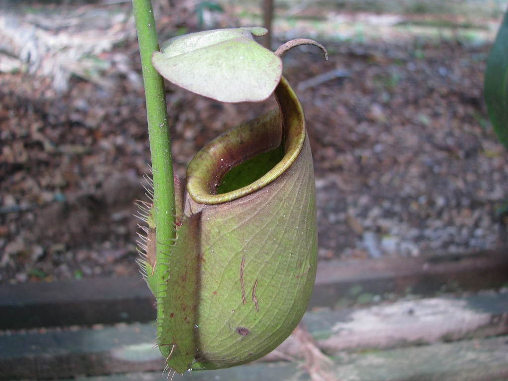 Some Pitcher Plants Evolved to Consume Animal Waste - InsideHook