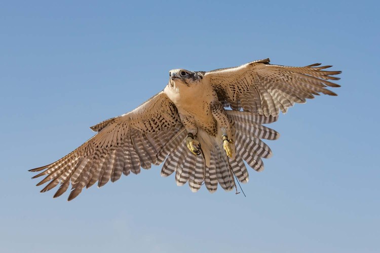A Guide to Falconry in the Middle East - InsideHook