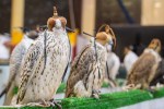 A Guide to Falconry in the Middle East - InsideHook