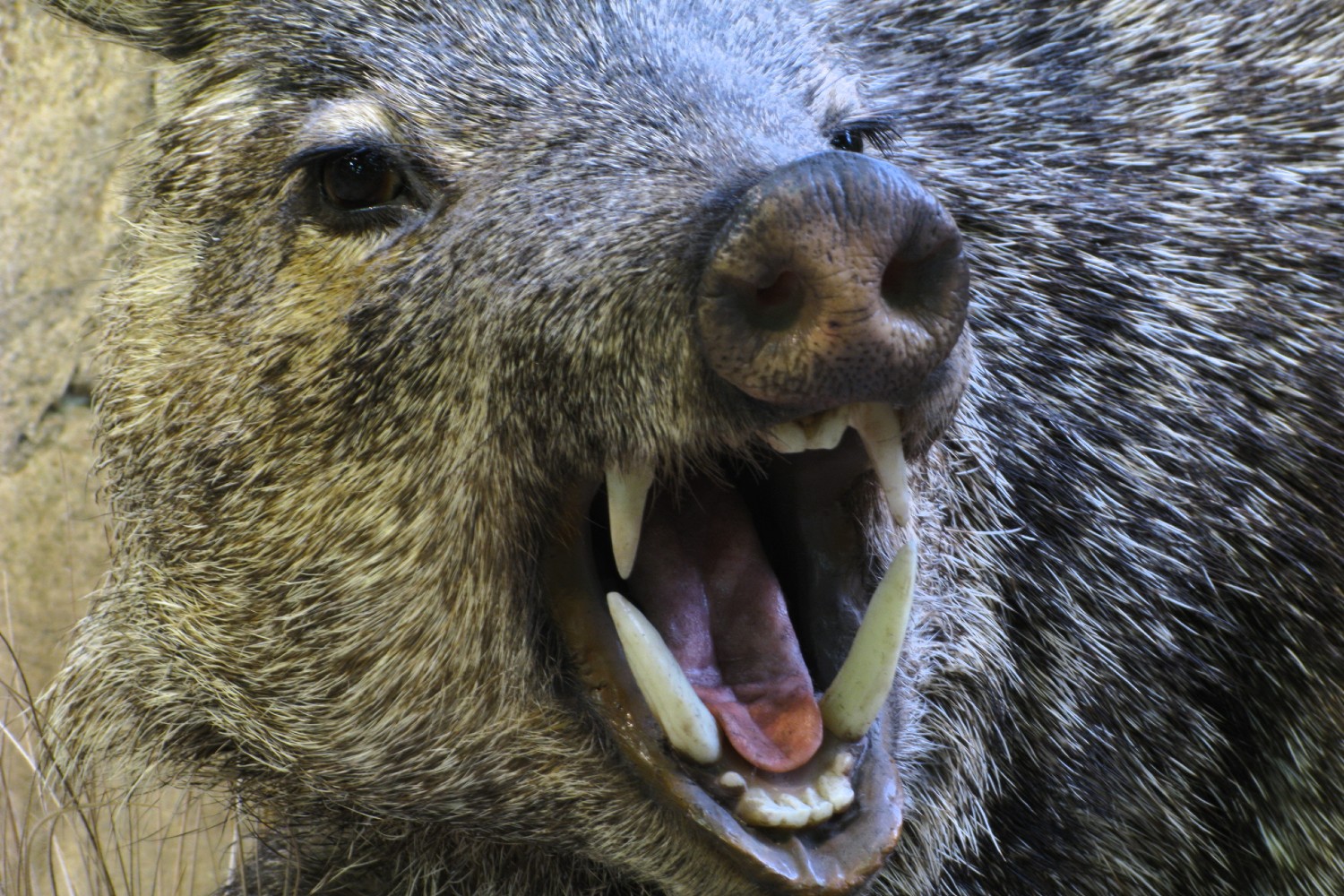 Highly Intelligent Feral Pigs Descend on United States - InsideHook