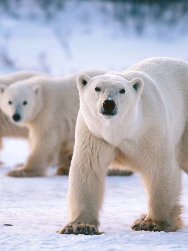 See Polar Bears on an Arctic Safari Trip - InsideHook