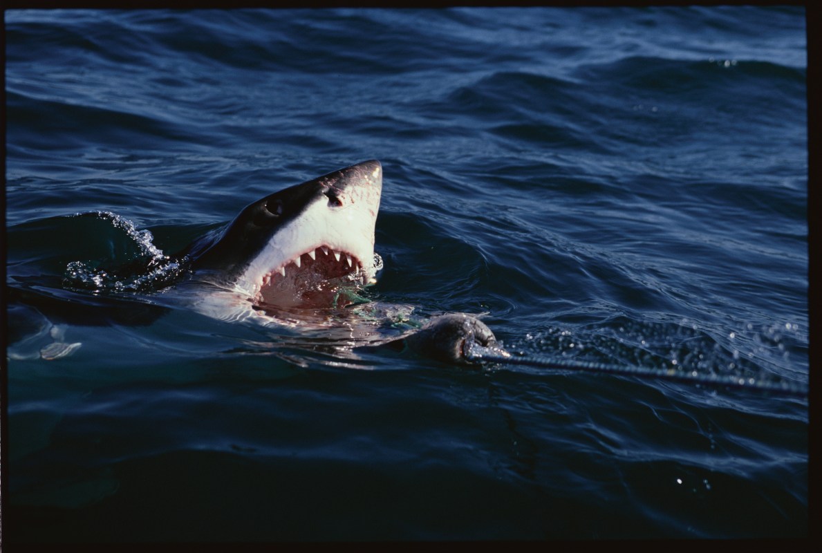 What Is the Shark Mindset and Can It Help You? - InsideHook