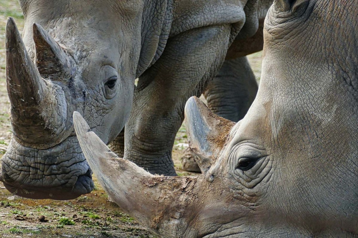 World's Largest Rhino Farm — and 2,000 Rhinos — Set for Auction ...