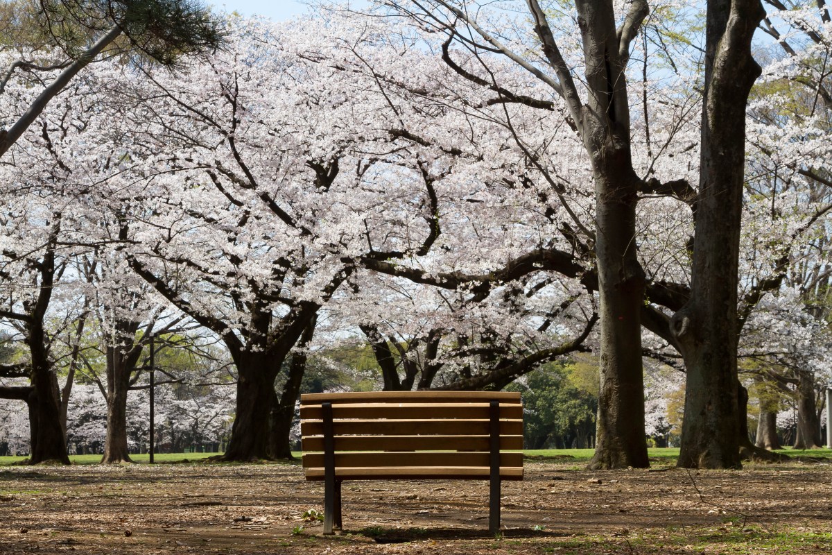 How to Get a Great Workout Using Only a Park Bench - InsideHook