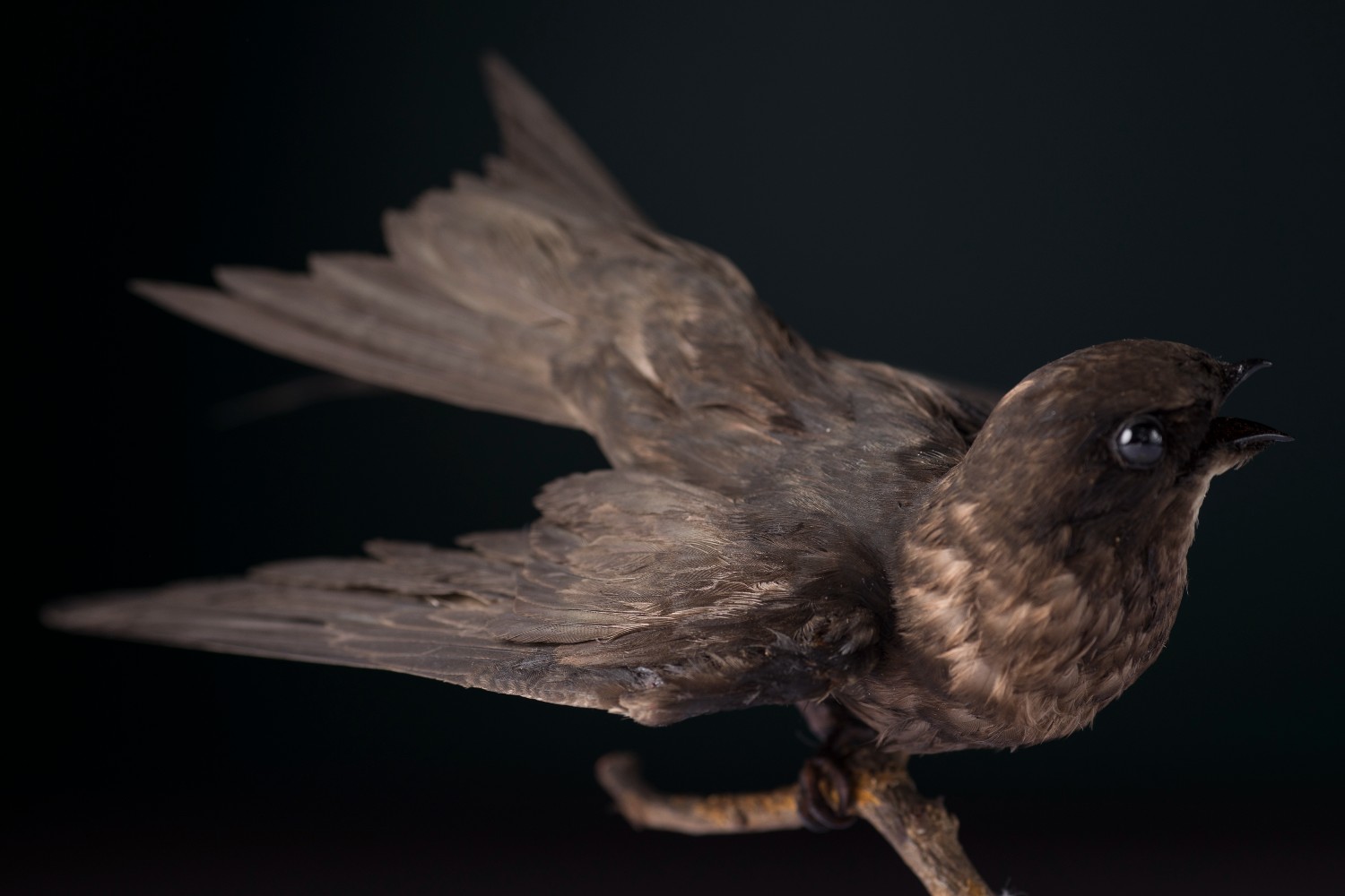 Taxidermied Birds Are the Latest Thing in Drone Technology - InsideHook
