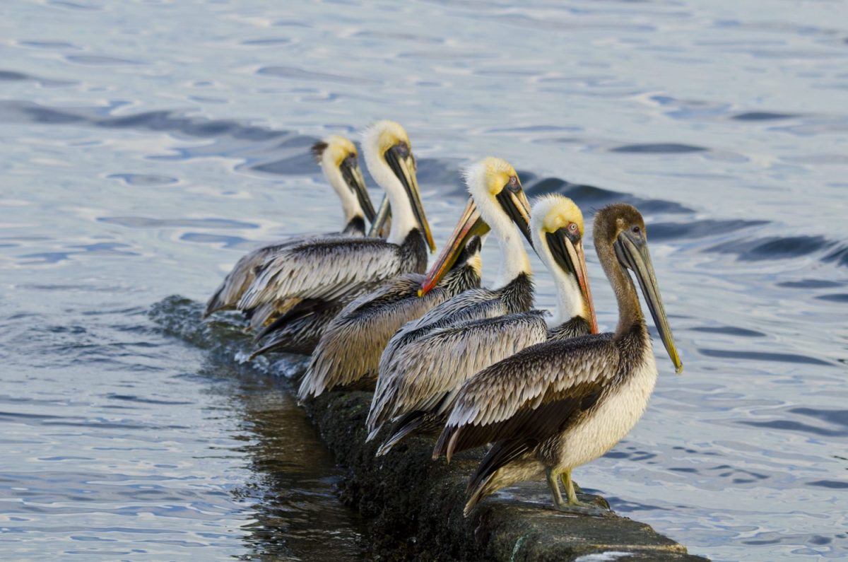 How to Spend a Perfect Weekend in Old Florida on Cedar Key - InsideHook