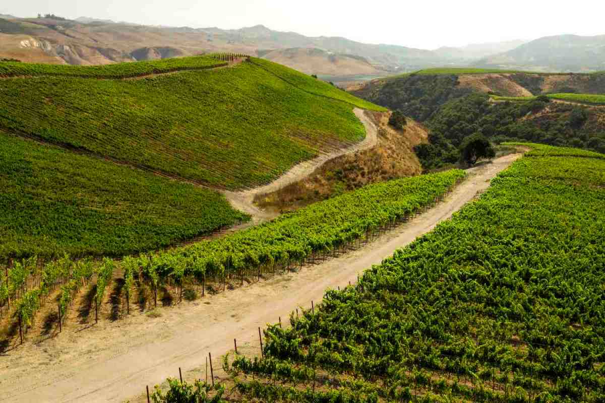 This Santa Barbara Soil Scientist Is Making Wine a New Way - InsideHook