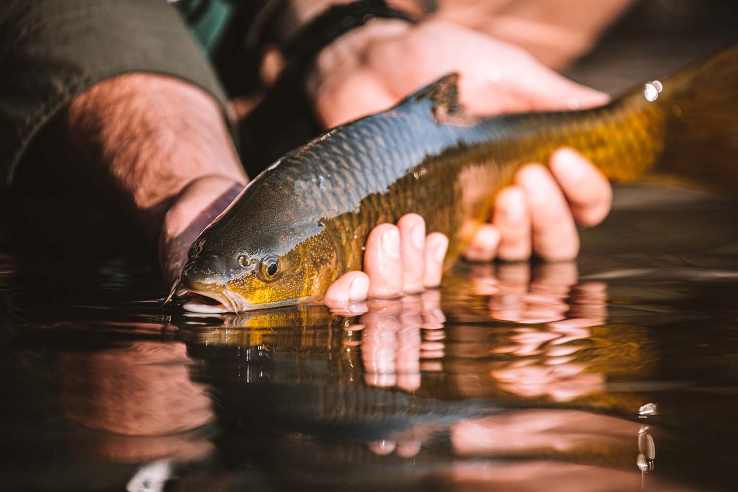 Yellowfish Fishing in Lesotho: An Angler's Paradise - InsideHook
