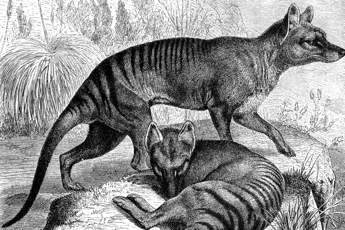 Scientists Are Less Convinced of the Tasmanian Tiger's Extinction ...