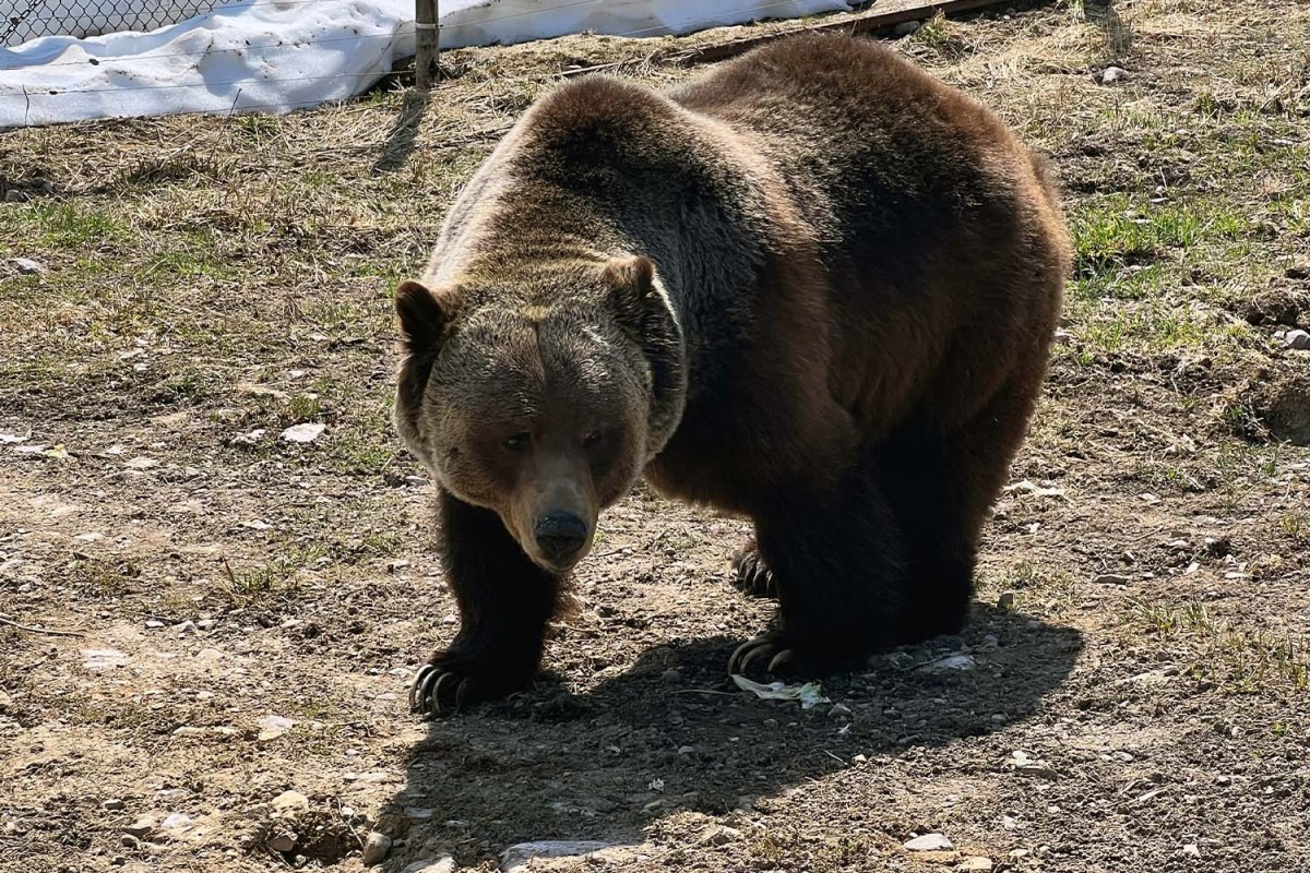 The Definitive Guide to Road Tripping Canada's Golden Triangle - InsideHook