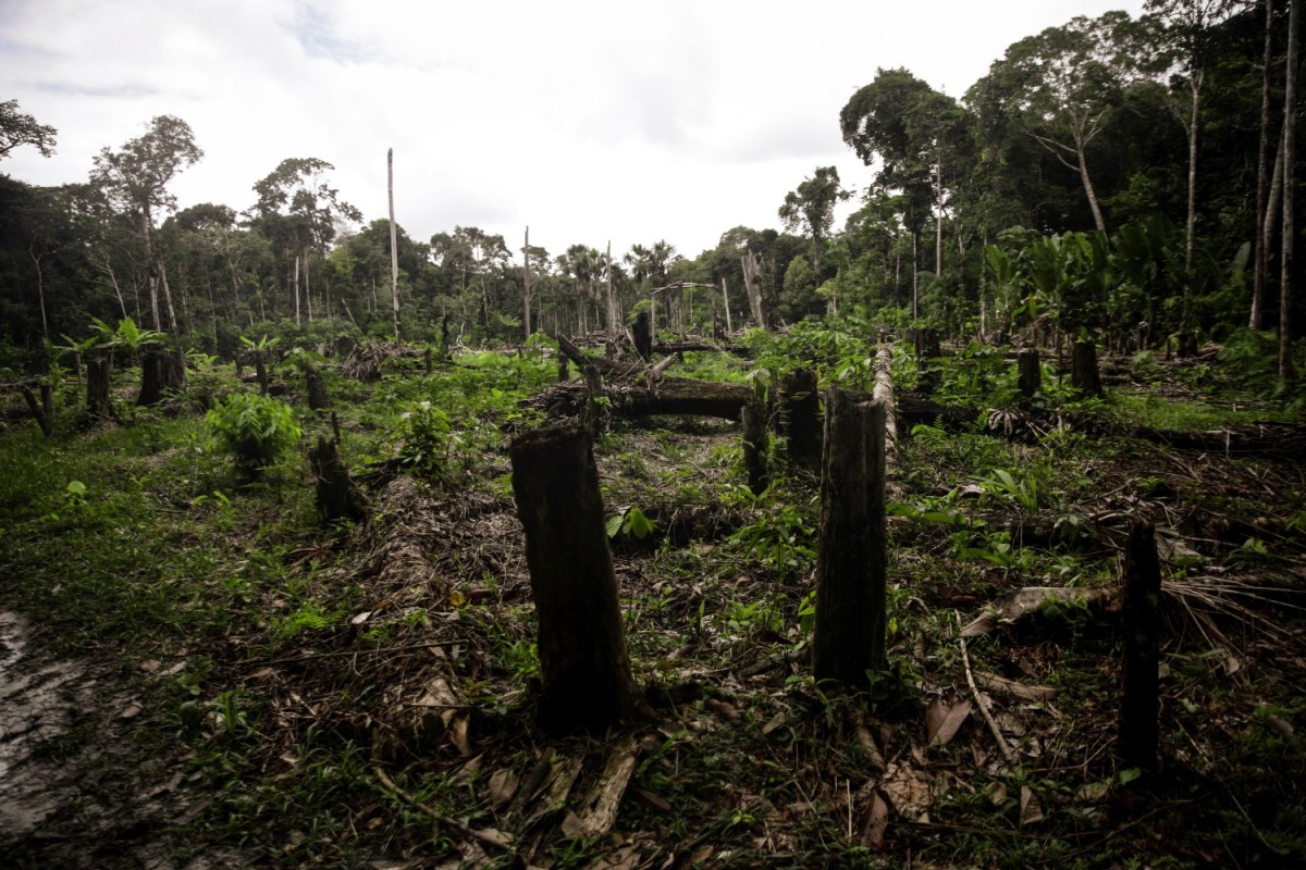 Investigation Revealed the Effects of Cattle Farming in the Amazon ...