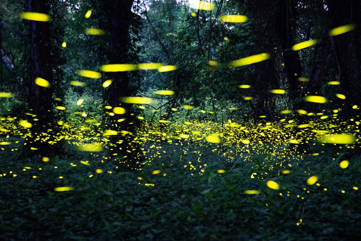 Firefly Tourism: Is It Doing More Harm Than Good? - InsideHook