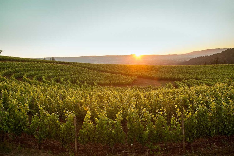 Willamette Valley Is America’s Most Captivating Wine Region - InsideHook