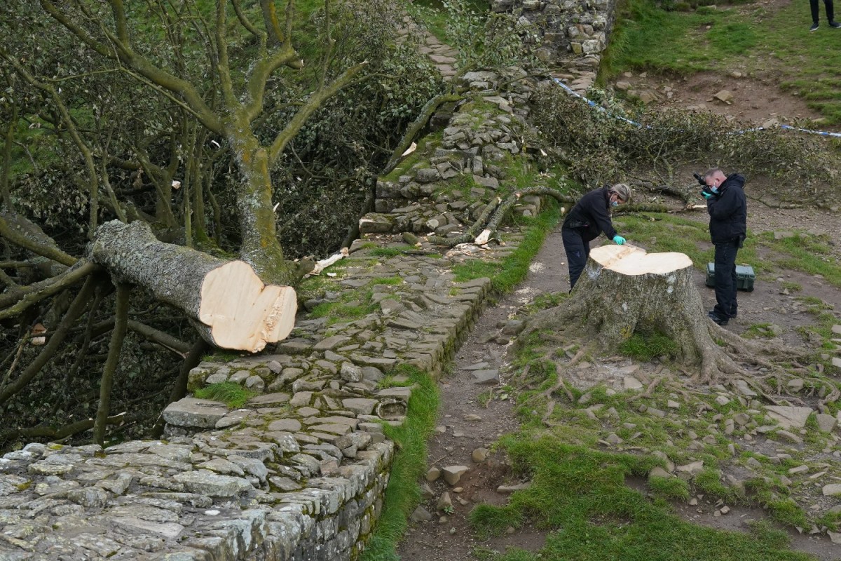Police Make Second Arrest in Destruction of Sycamore Gap Tree - InsideHook