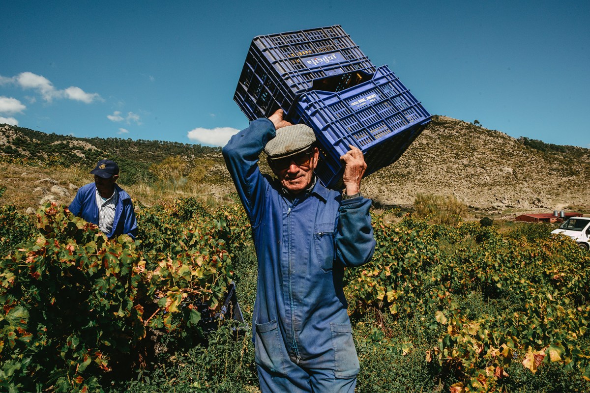 A Functional Fitness Guide: Exercises That Mirror Everyday Tasks ...