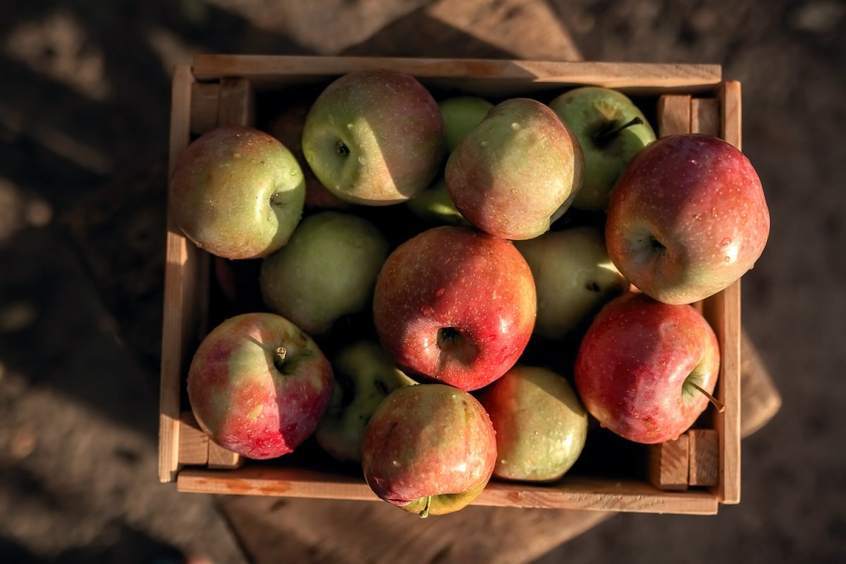 One Man Has Tracked Down Over 1,000 Varieties of Apples - InsideHook