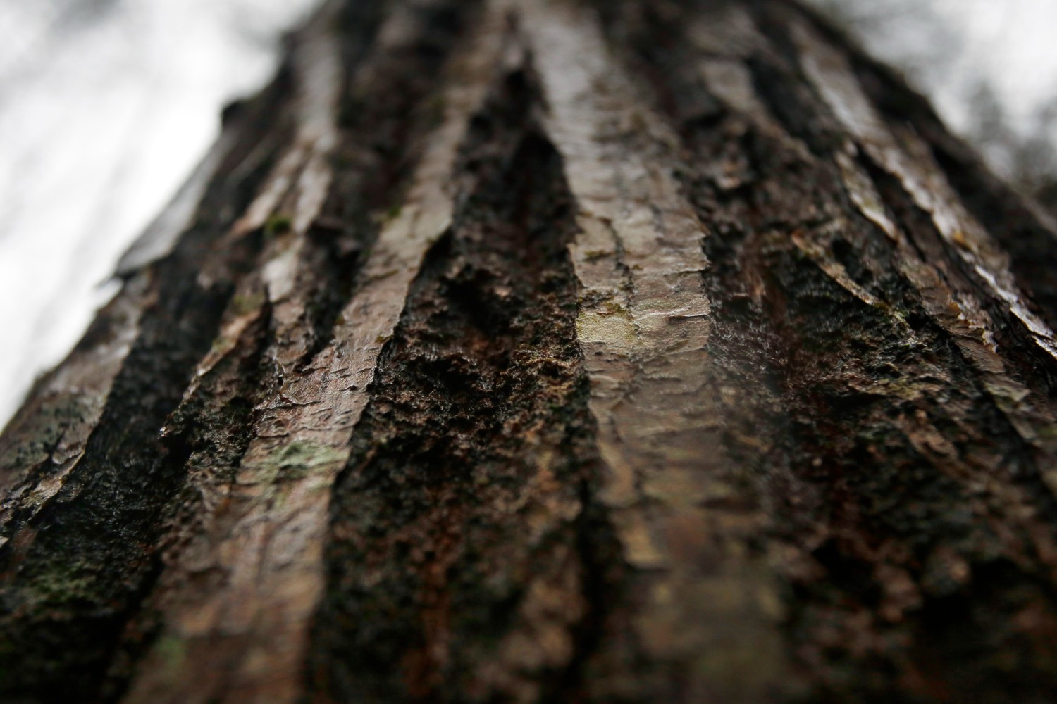 Saving the American Chestnut Tree Is Contentious - InsideHook