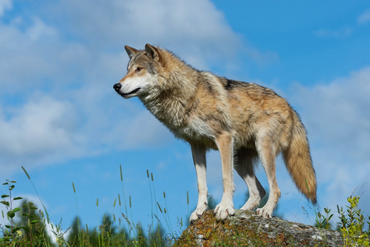 Wolves' Pending Return to Colorado Gets Mixed Reception - InsideHook
