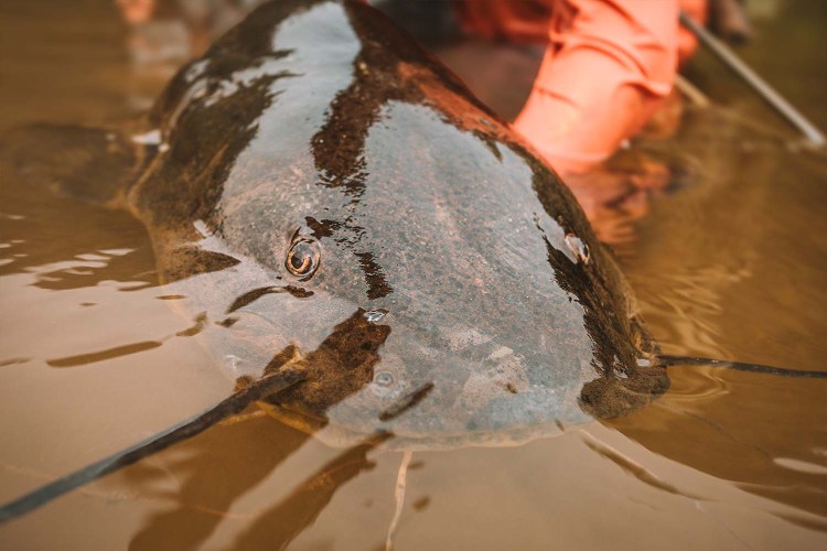 What It's Like to Heli-Fish the Bolivian Amazon - InsideHook