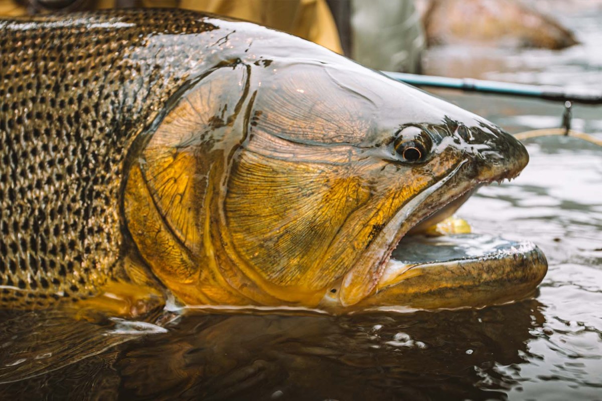 What It's Like to Heli-Fish the Bolivian Amazon - InsideHook
