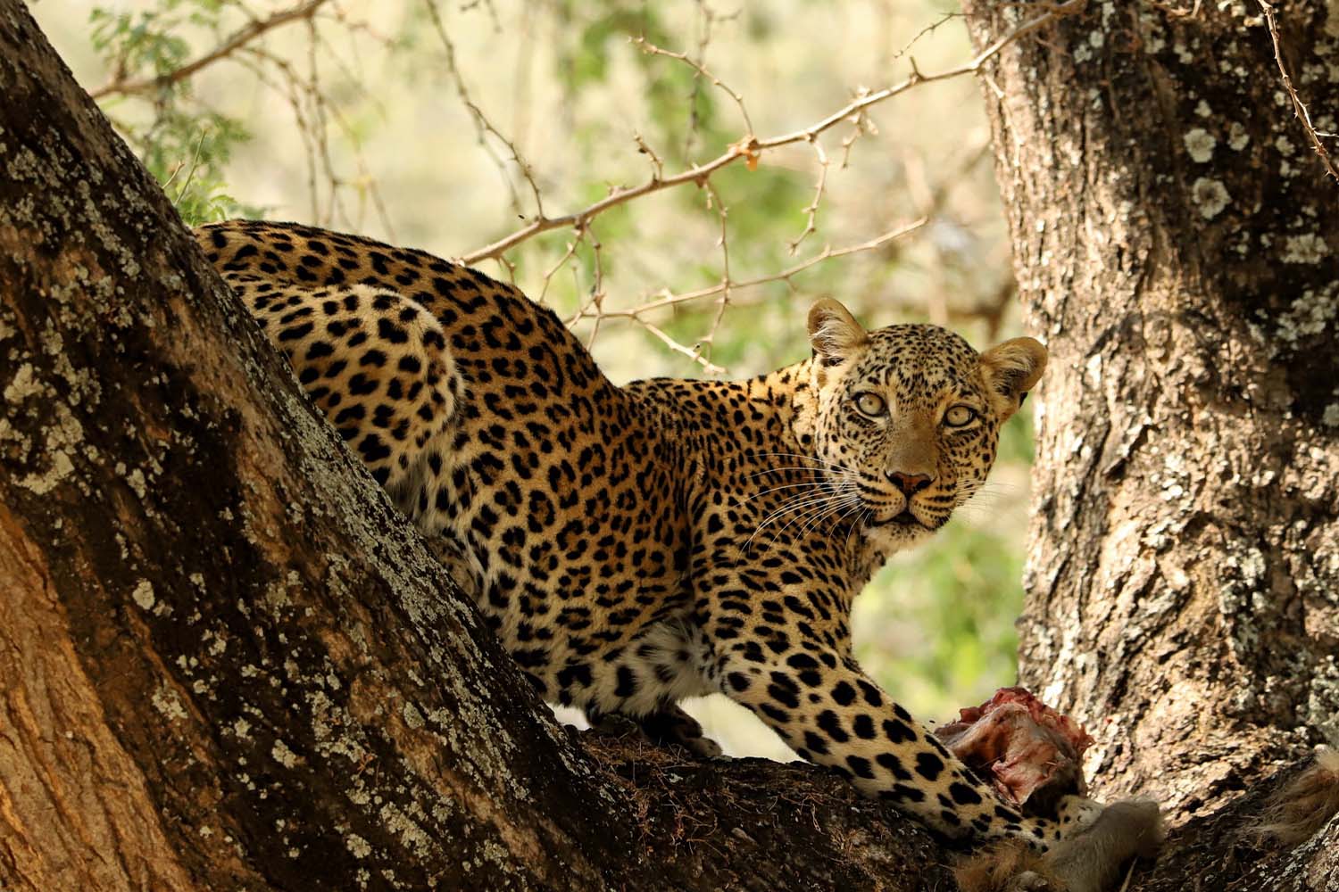 Accounts From a Grand Zambezi Safari in Southern Africa - InsideHook