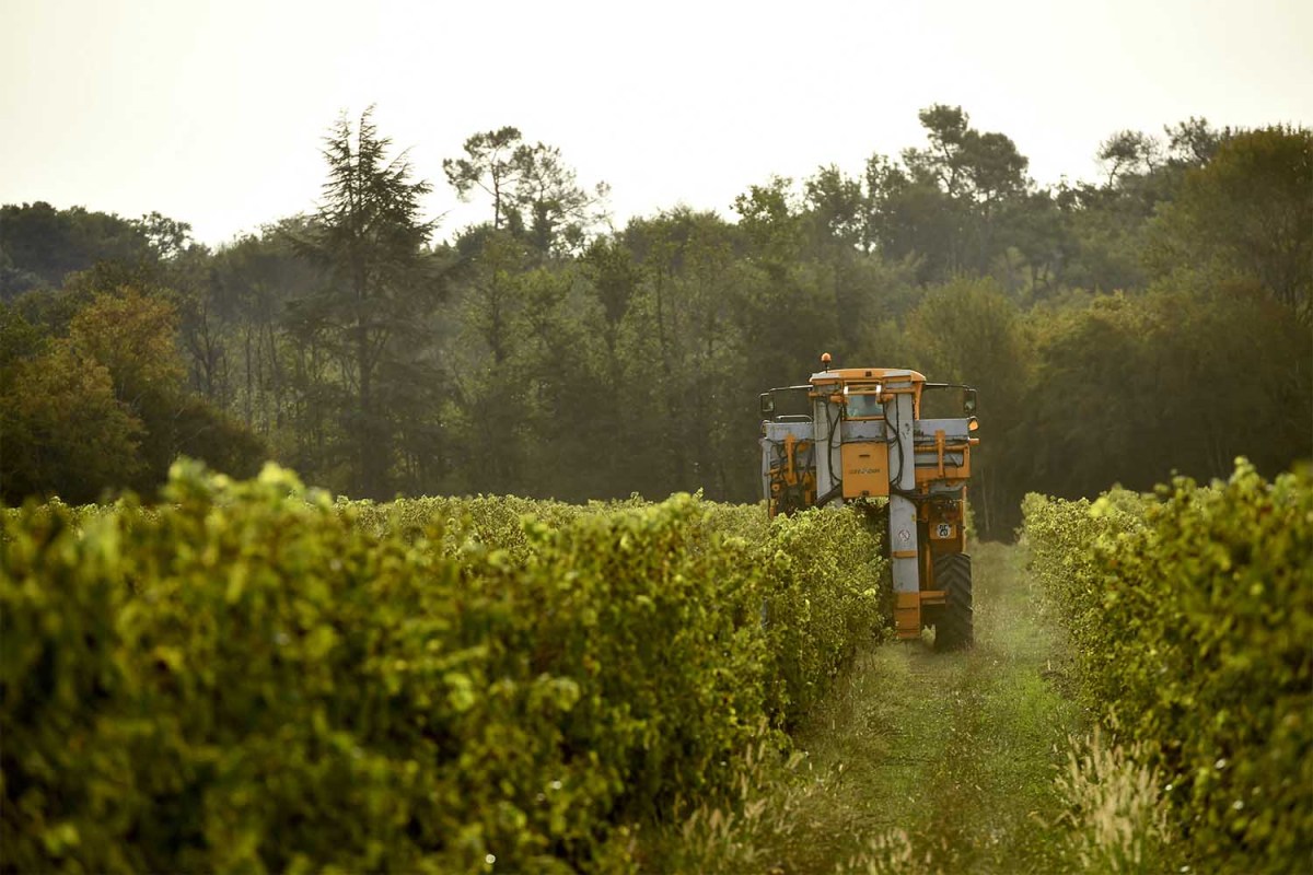 A Brandy Guide for Wine Drinkers - InsideHook