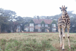 9 Luxury Wildlife Hotels With Epic Animal Encounters - InsideHook