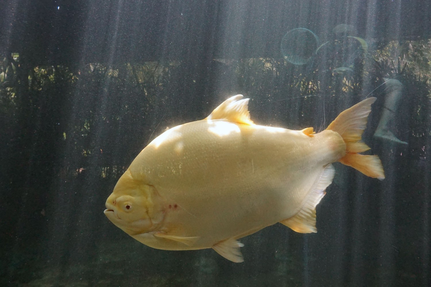 Scientists Discover Fish With a "Lord of the Rings"-Inspired Name ...