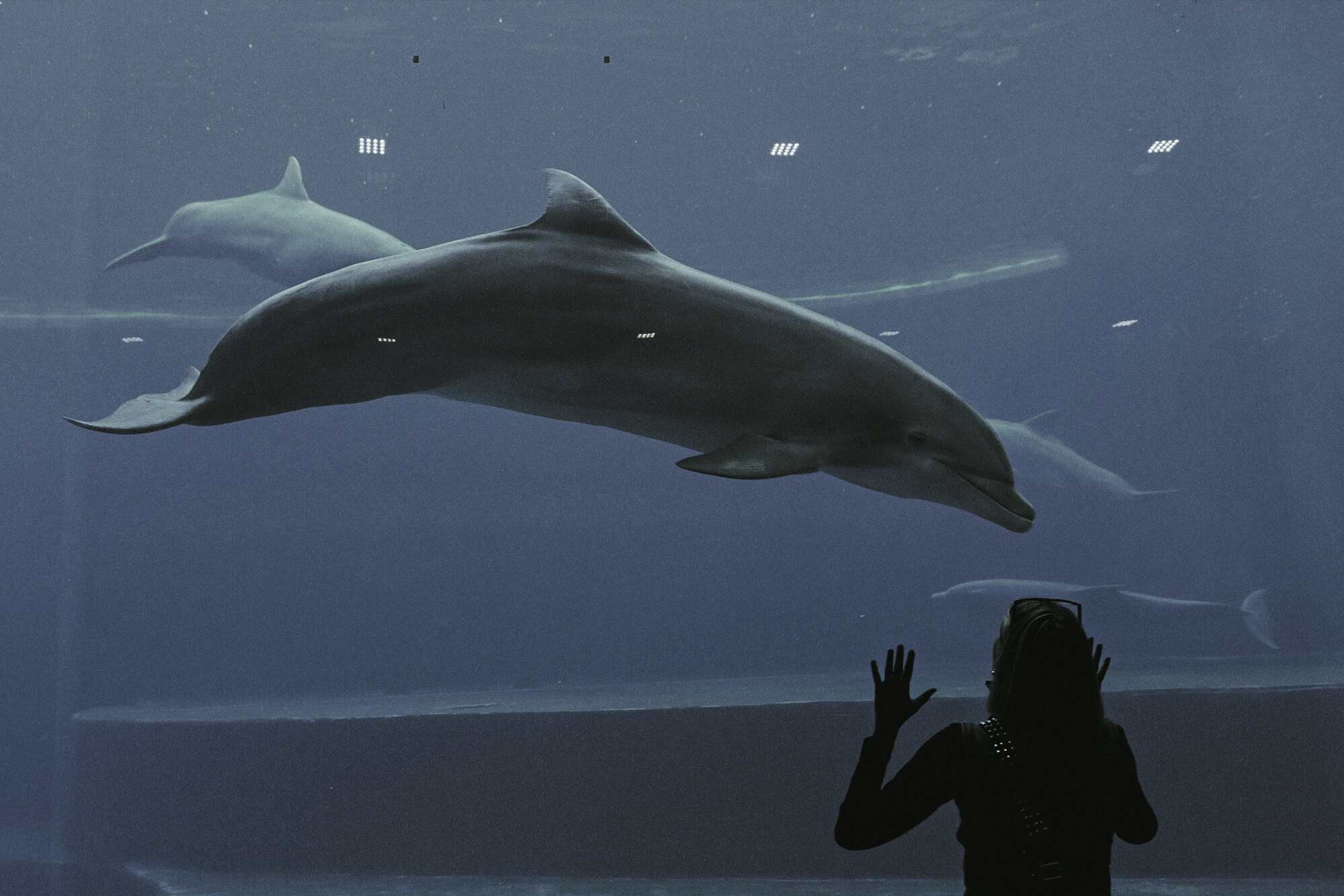 Bottled Up: The Ugly Truth Behind Our Love of Dolphins - InsideHook