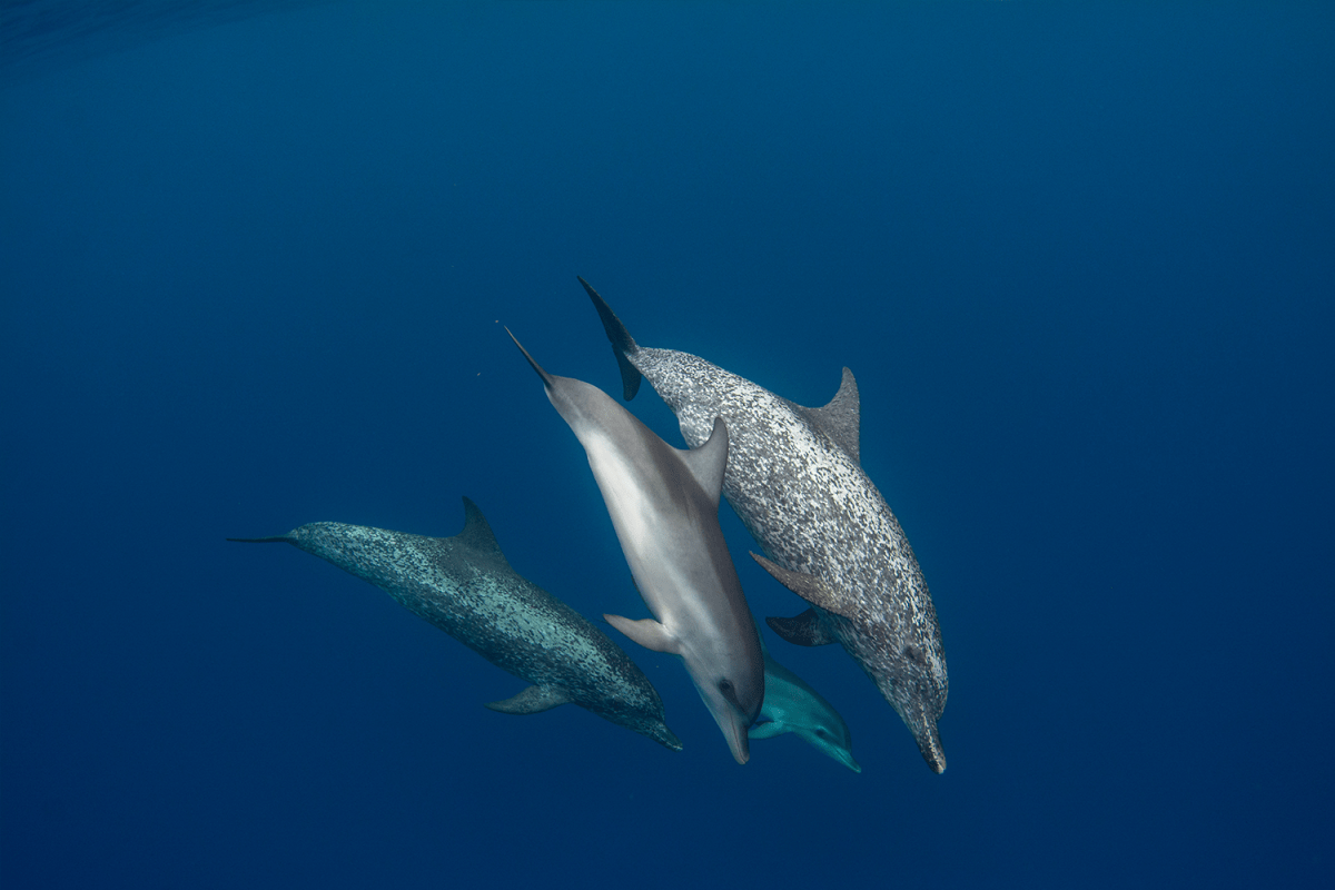 The 7 Best Places in the World to See Wild Dolphins - InsideHook
