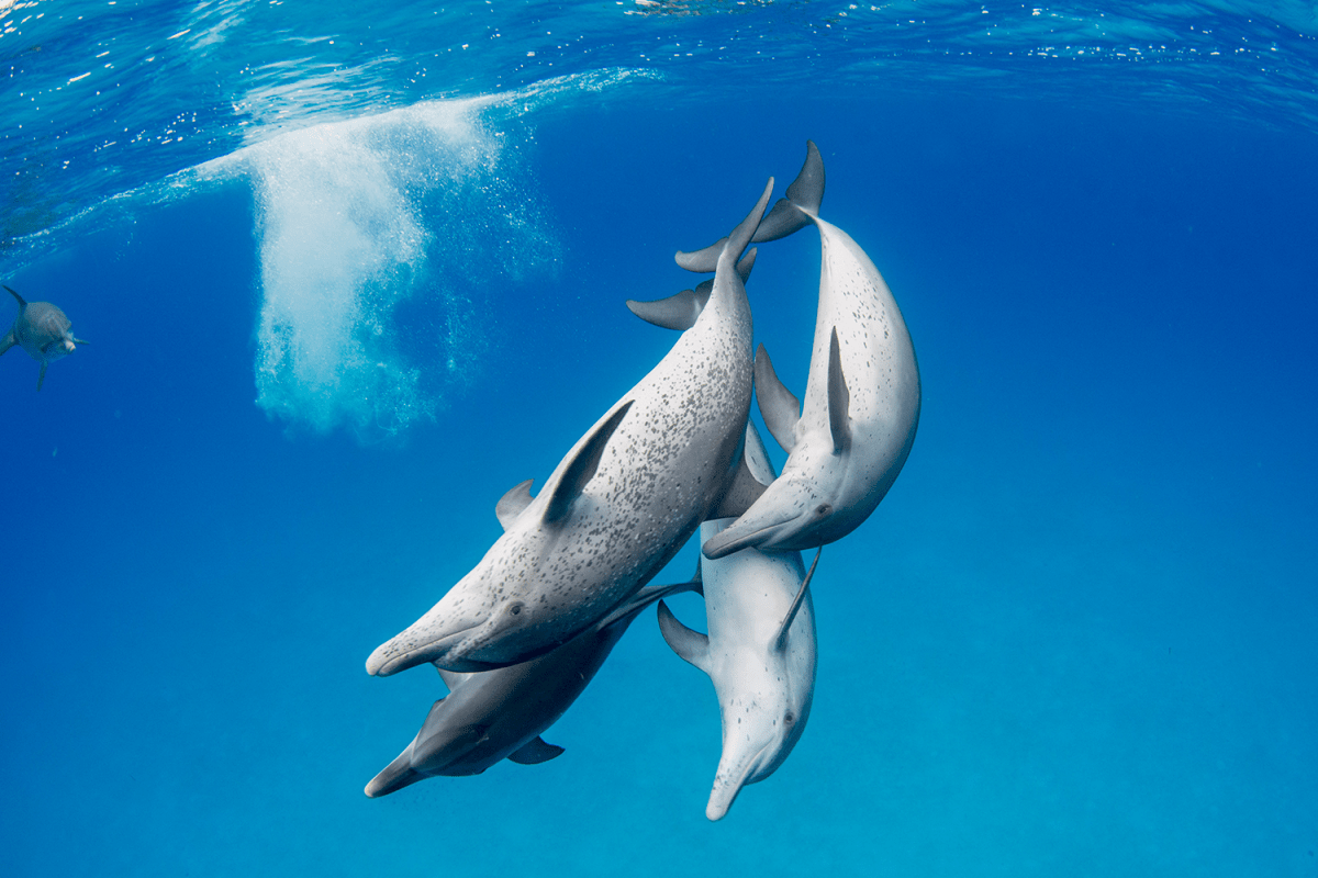 The 7 Best Places in the World to See Wild Dolphins - InsideHook