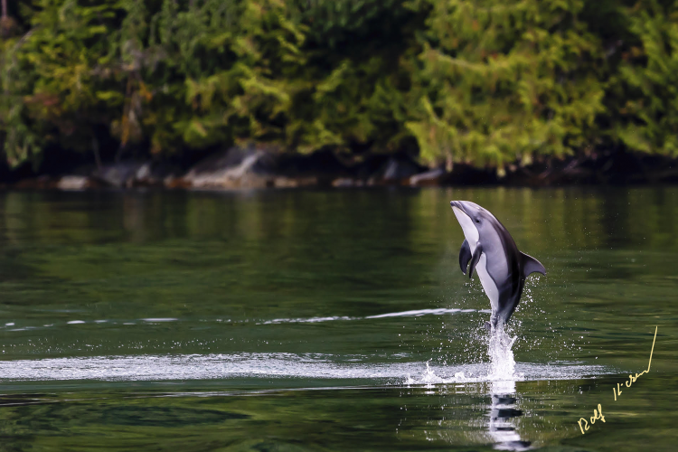 The 7 Best Places in the World to See Wild Dolphins - InsideHook