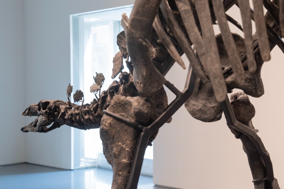 Stegosaurus Fossil Sets New Auction Record - InsideHook