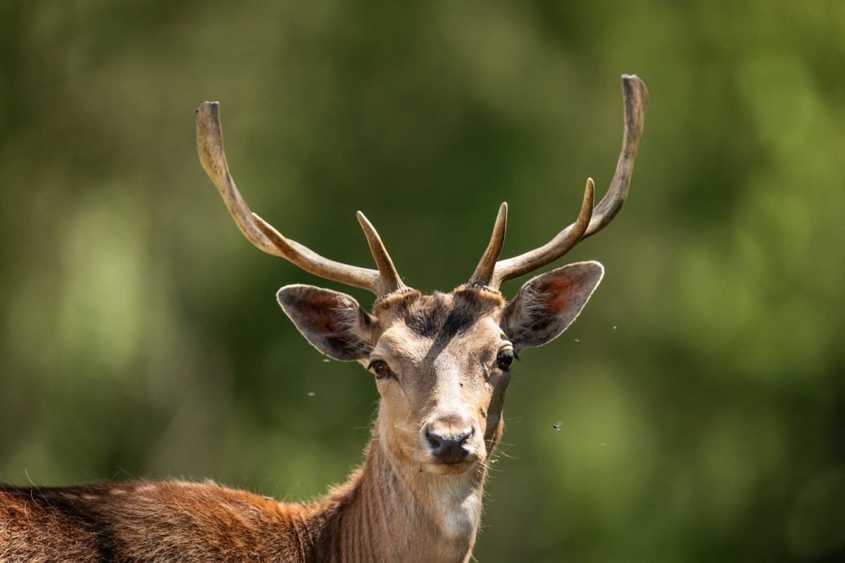 What Can Animals Tell Us About Human Aging? - InsideHook