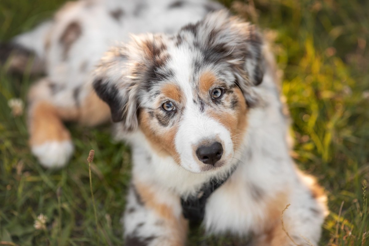 New York's Next Hot Membership Club Is...For Dogs? - InsideHook