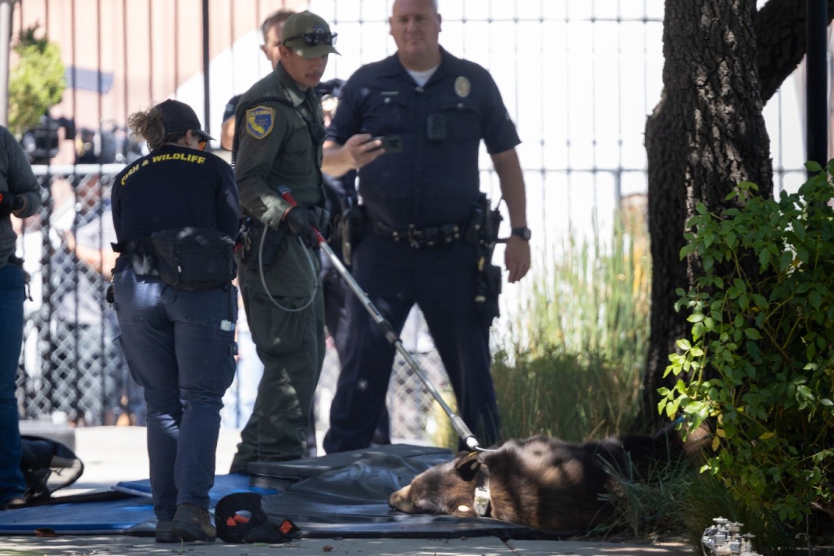 A Solitary Bear Is Charming Californians All Over the State - InsideHook