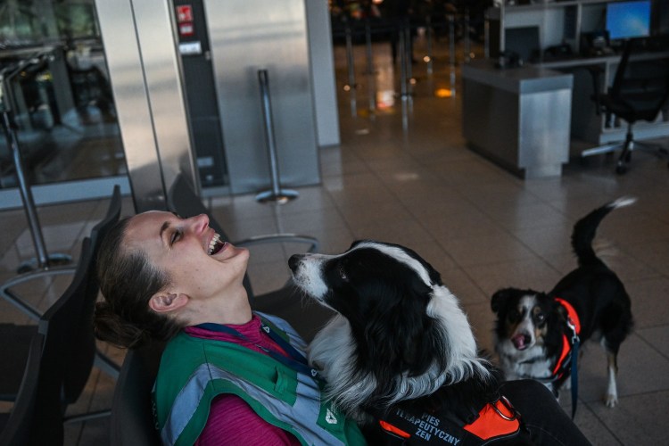 Airports Are Adding Therapy Animals From Dogs to Llamas - InsideHook
