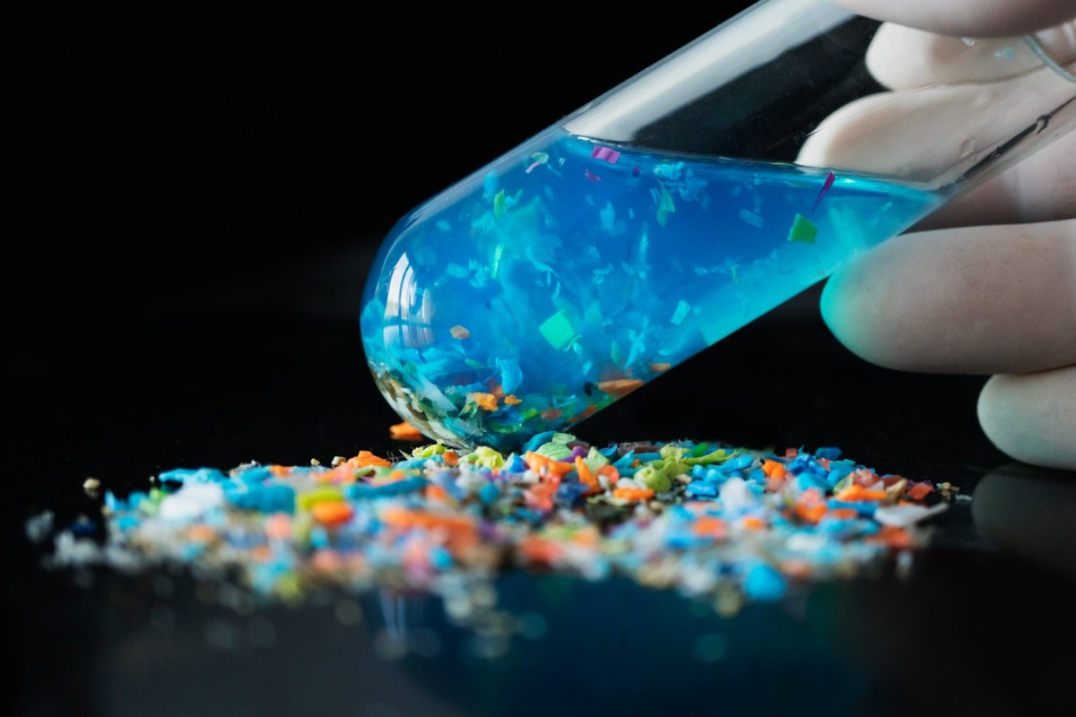 Scientists Explored the Effect of Microplastics in Mouse Brains ...