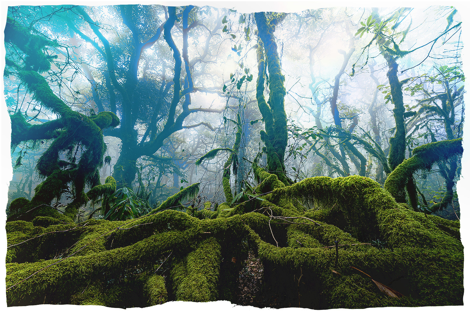 Explore Madeira Through Its Ancient Laurisilva Forests - InsideHook