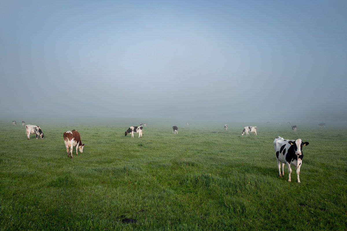 Raw Milk, Bird Flu and the Latest Risky Trend in Wellness - InsideHook