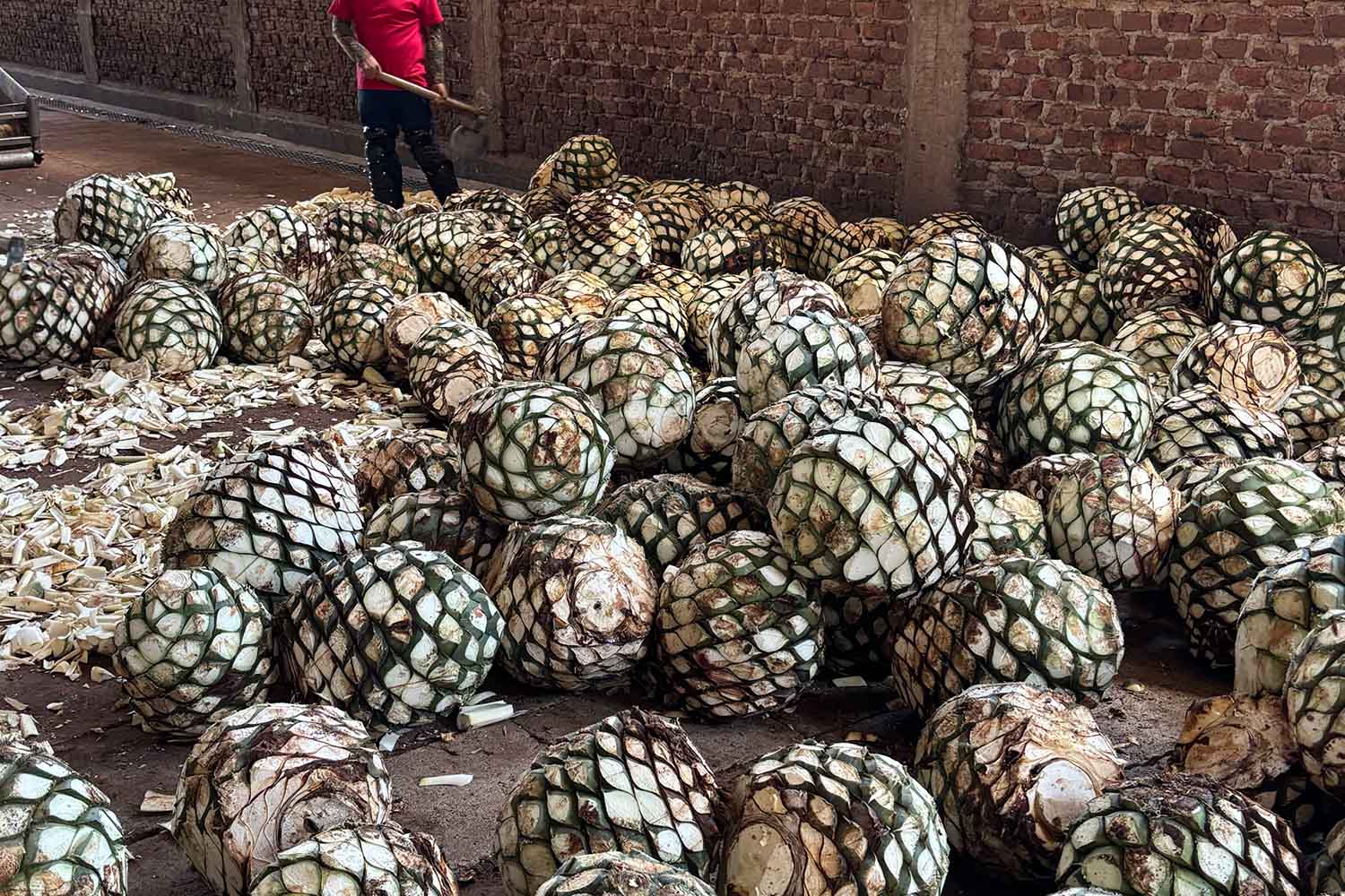 8 Factors of Tequila Production That Impact Its Quality - InsideHook