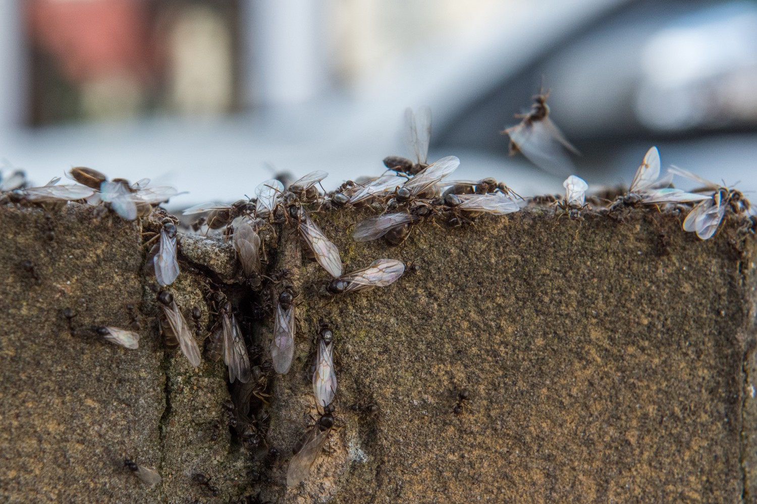 UK Braces for a Deluge of Flying Ants - InsideHook